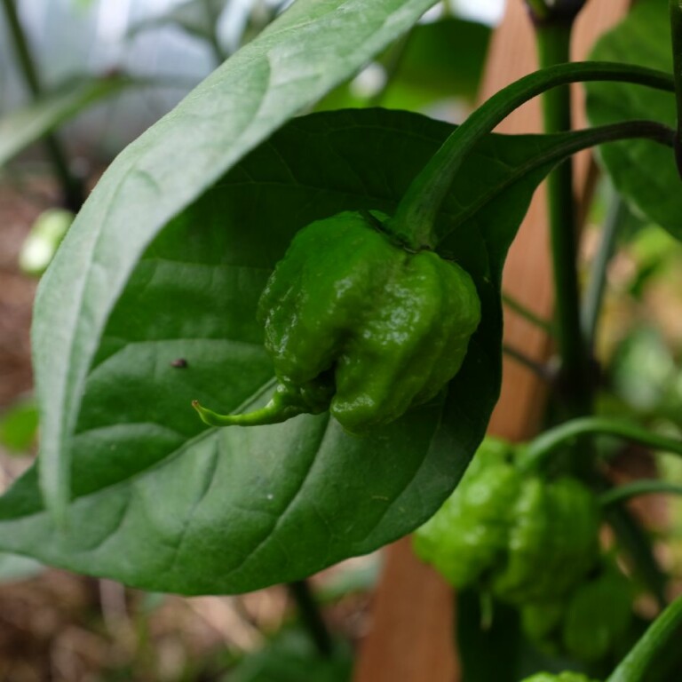 Piment Carolina Reaper Bio - La Boîte à Graines