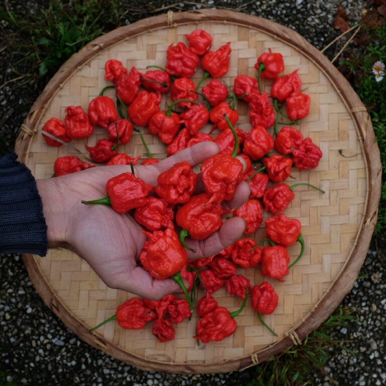 Piment Carolina Reaper Bio - La Boîte à Graines