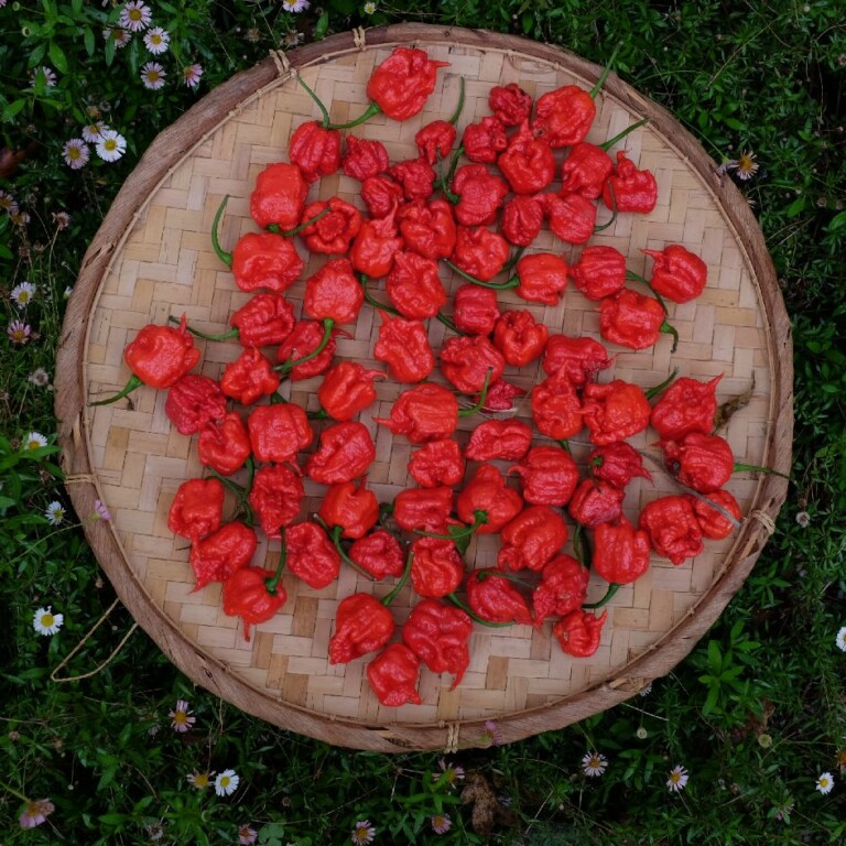 Piment Carolina Reaper Bio - La Boîte à Graines