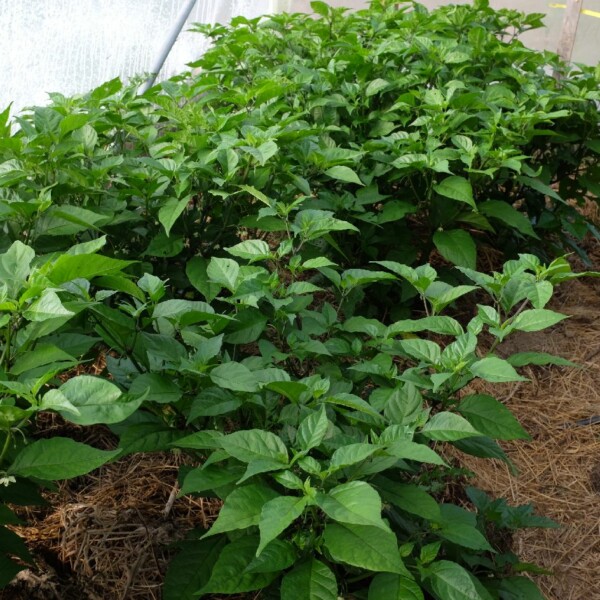 Piment Carolina Reaper Bio - La Boîte à Graines